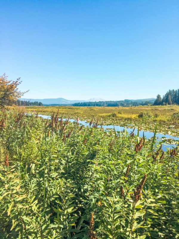 Day Trip: Mount St. Helens Surprised Me! - Lively by Laura